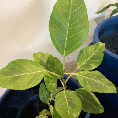 Ficus elastica 'Yellow Gem' - Botanical Creations