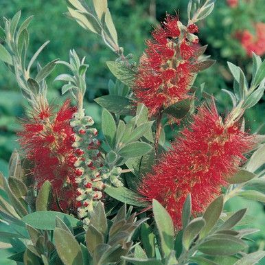 Callistemon 'Captain Cook' 200 mm - Botanical Creations