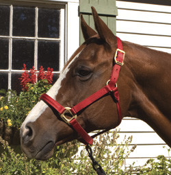 Weaver Aztec Nylon Halter- Horse Tack
