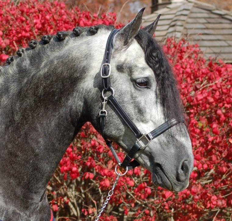 Red Barn Tina Leather Halter- Leather Horse Halters