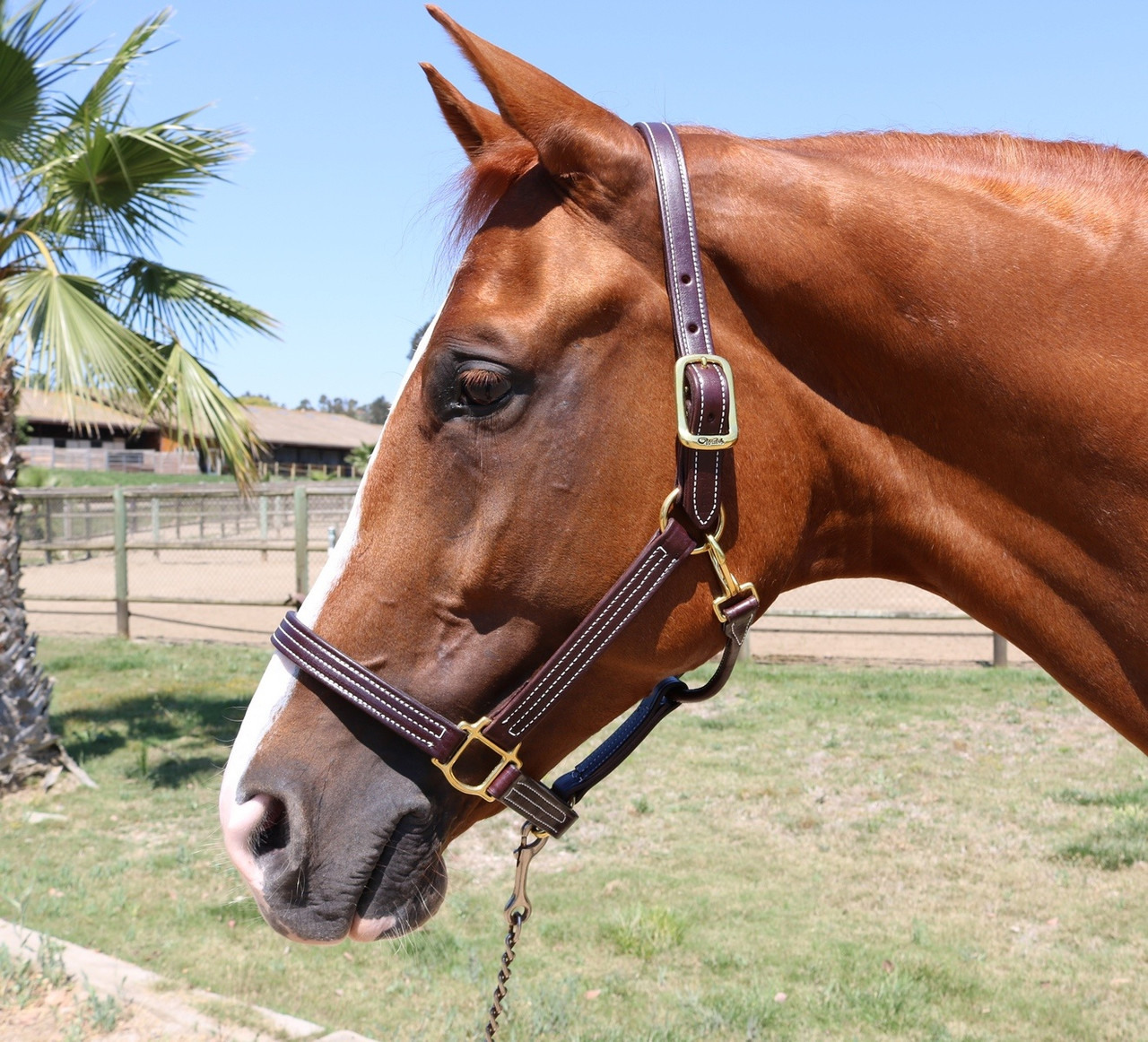 Mary's Walsh Leather British Halter- Horse Halters & Tack