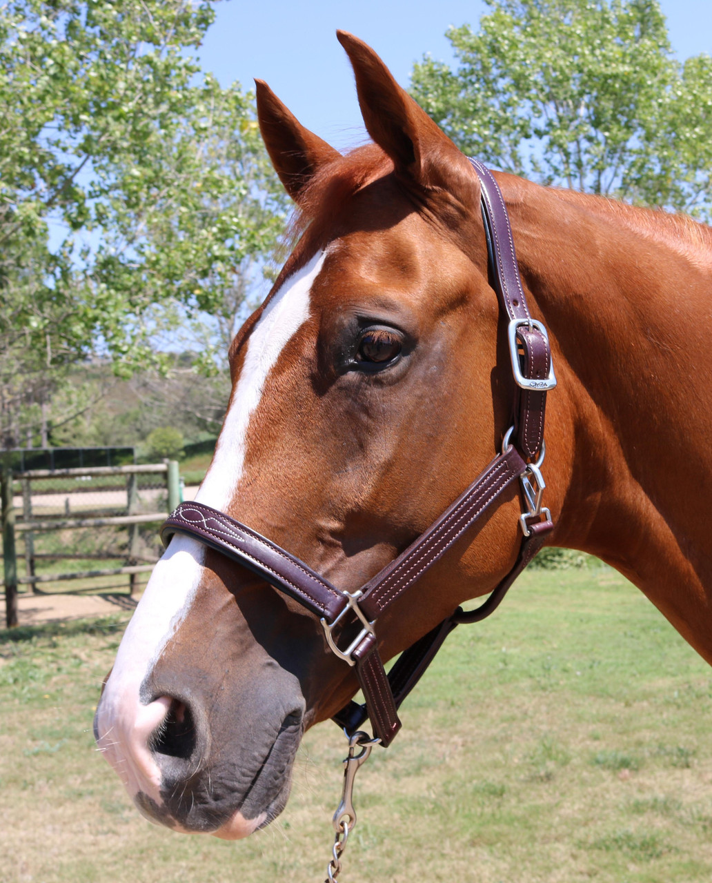 Walsh Signature Pony Halter- Pony Tack