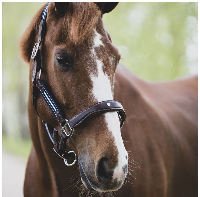 Antarès Stressless Leather Halter- Horse Halters