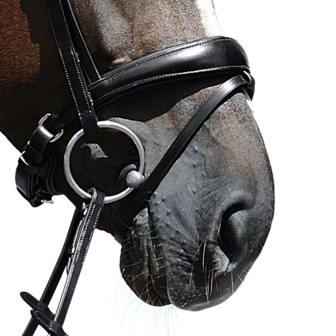 Passier Exchangeable Cavesson Special + Flash- Bridle Parts
