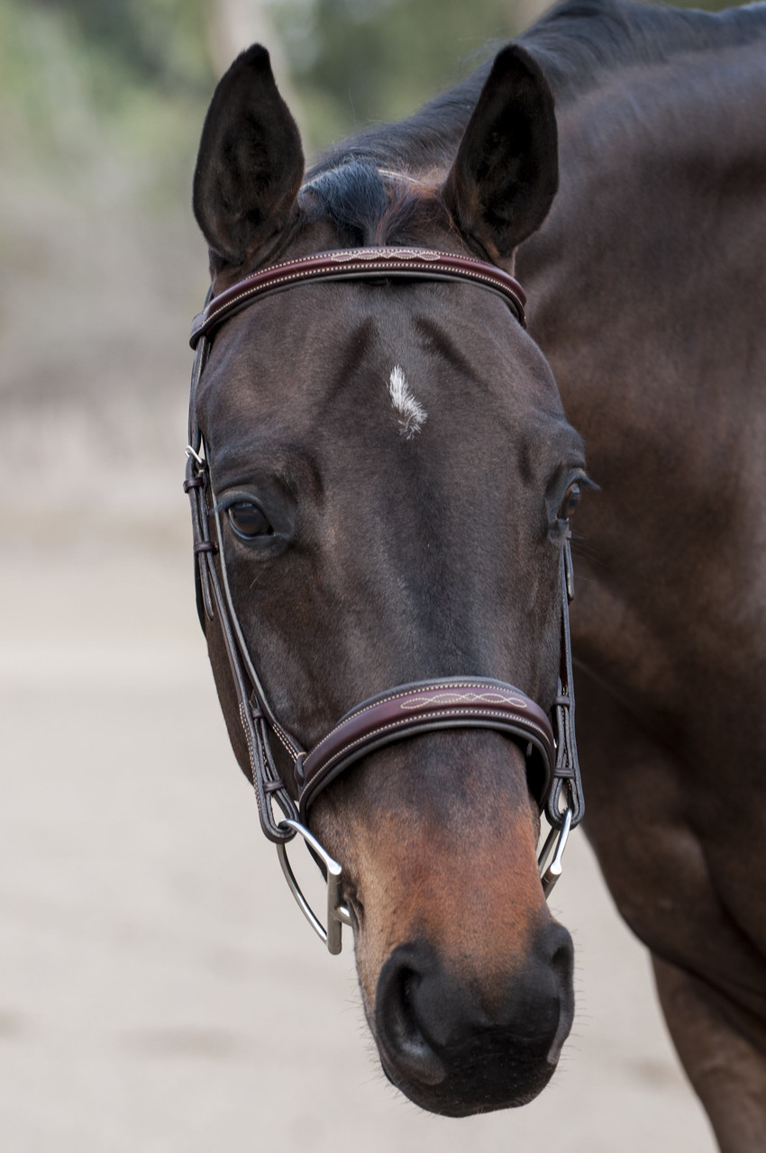 Edgewood Raised Padded Fancy Stitch Bridle- English Tack