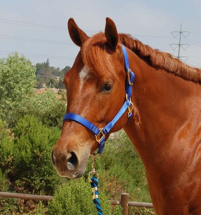 Weaver Aztec Nylon Halter- Horse Tack