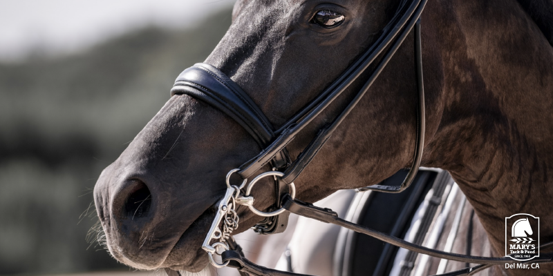 English Bits – Finding the Right Fit for Your Horse - Marys Tack & Feed