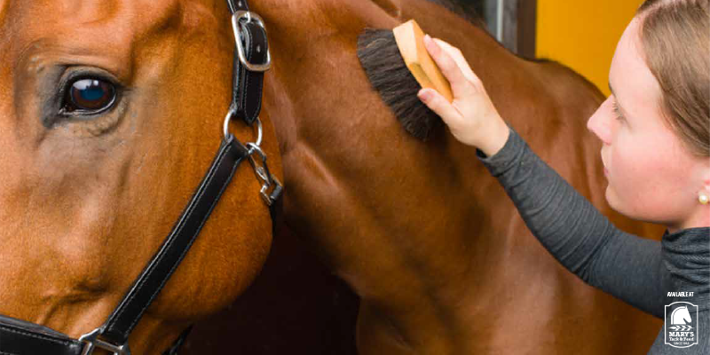 The Ultimate Beginner’s Guide to Horse Grooming: A Step-by-Step ...