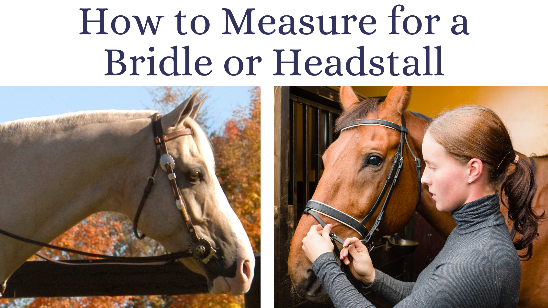How to Measure for a Bridle or Headstall - Marys Tack & Feed