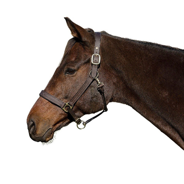 HDR Fancy Padded Leather Pony Halter- Pony Tack