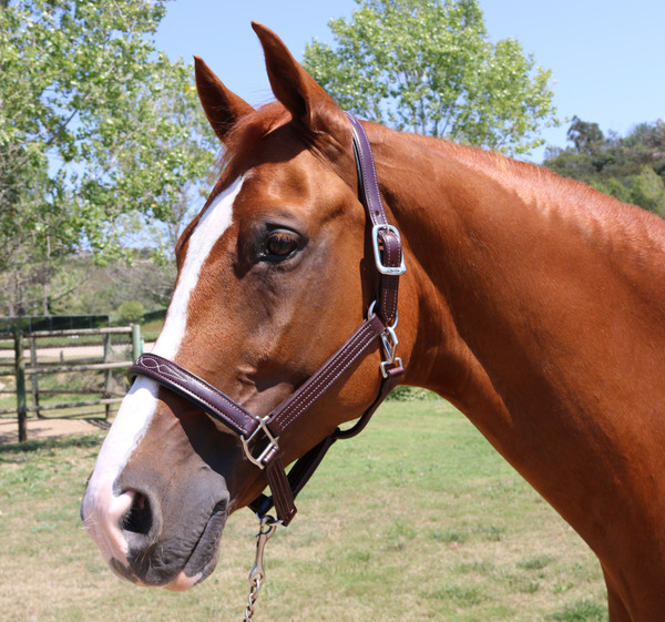 Walsh Signature Halter- Leather Horse Halters
