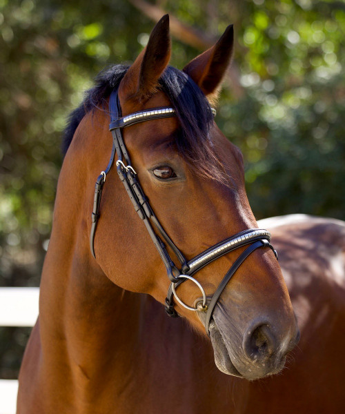 Halter Ego Galway Jumper Bridle- Clincher Bridles