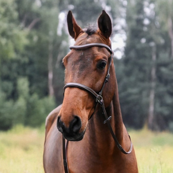 Jump'In Bitless Bridle- English Tack