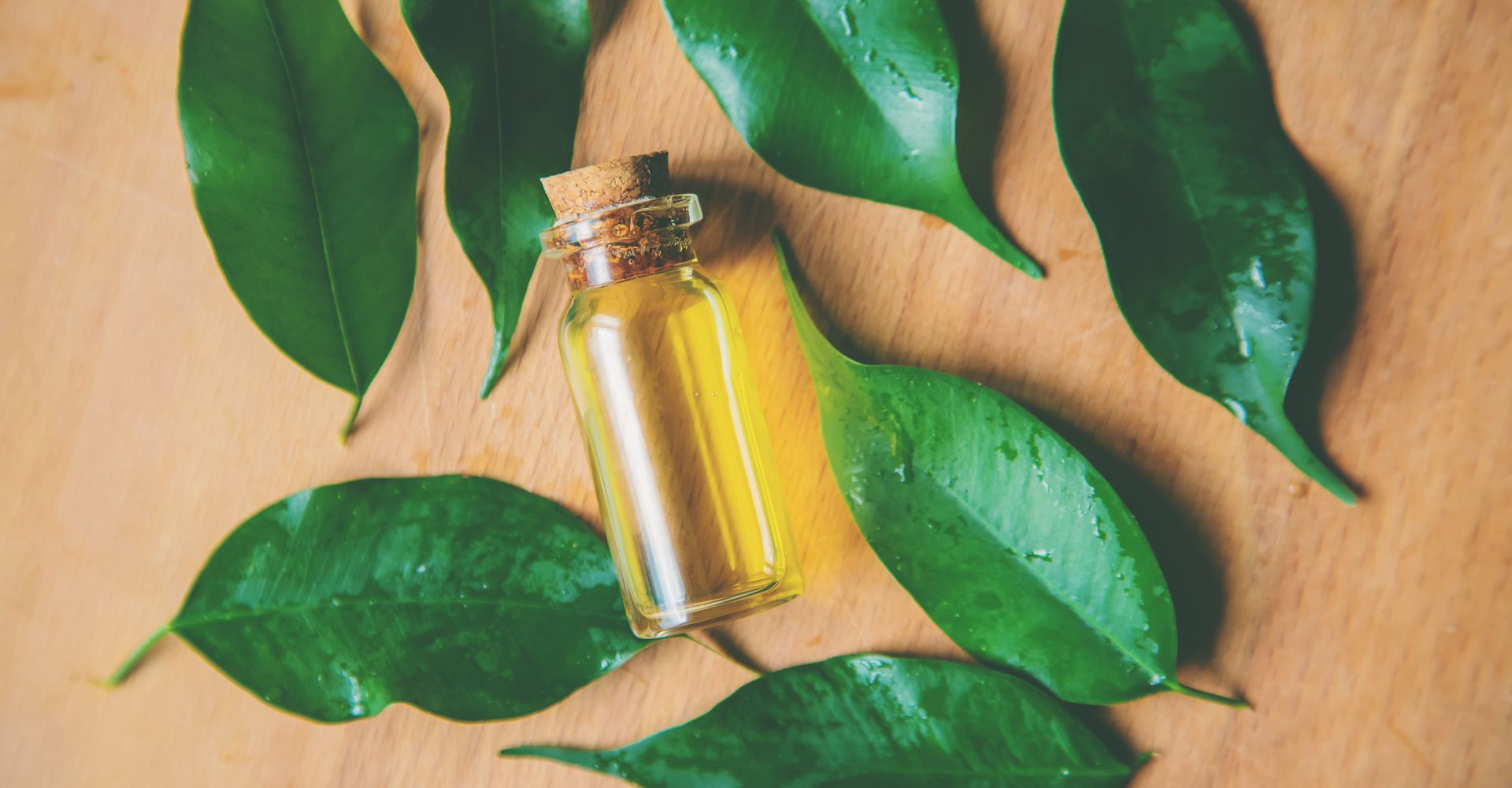 The Benefits of Tea Tree Oil - Therapia By Aroma