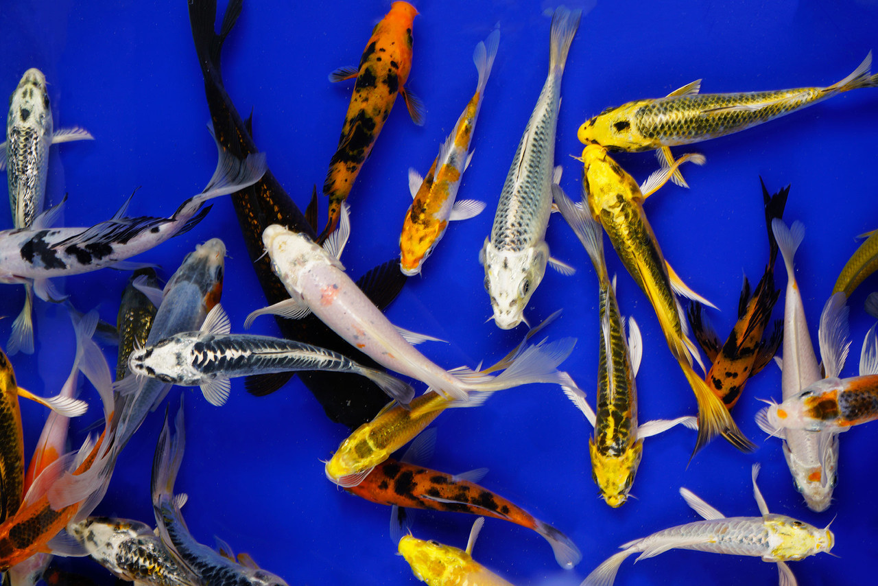 Mixed Box of Beautiful Koi - Blackwater Creek Koi Farms
