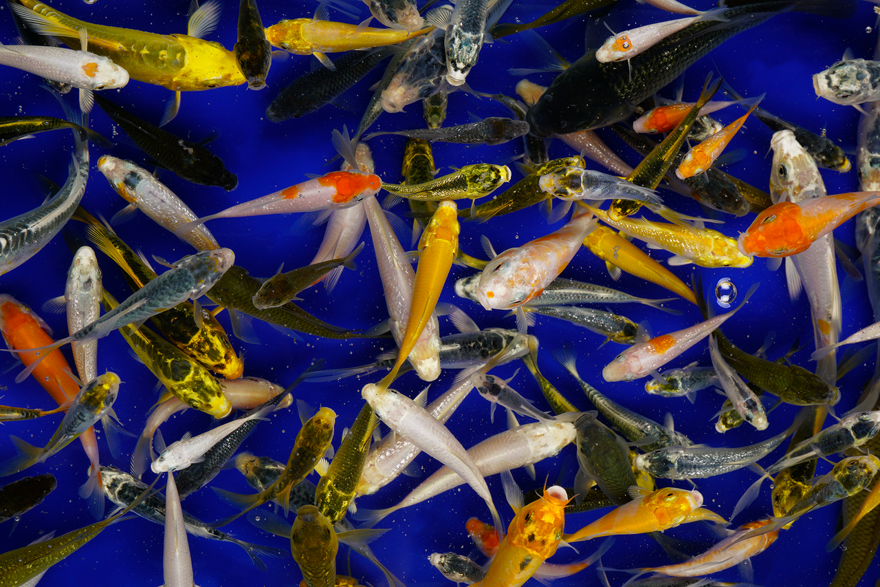 Small Pack of Decorative 3-4" Mix Fin Koi - Blackwater Creek Koi Farms