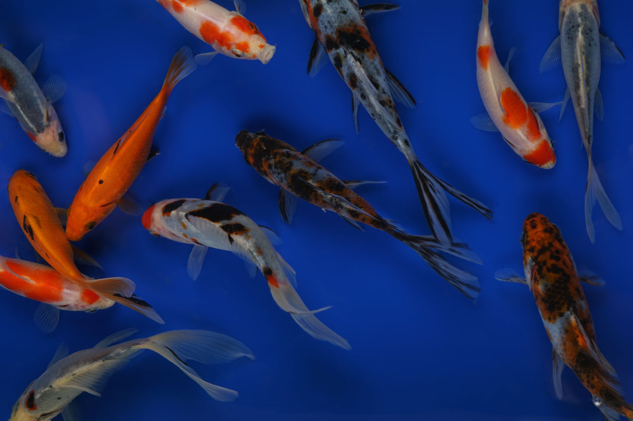 Goldfish Pond Stocking 10 Pack - Blackwater Creek Koi Farms