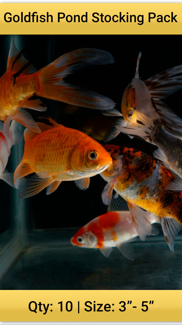 Goldfish Pond Stocking 10 Pack - Blackwater Creek Koi Farms