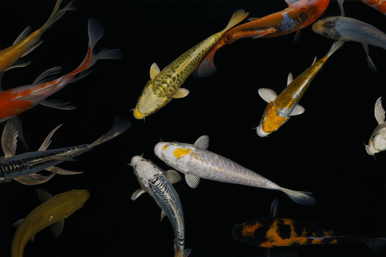 Unique Premium Mixed Fin Koi! - Blackwater Creek Koi Farms