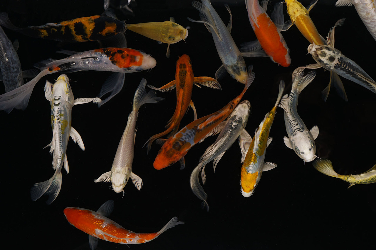 Unique Premium Mixed Fin Koi! - Blackwater Creek Koi Farms