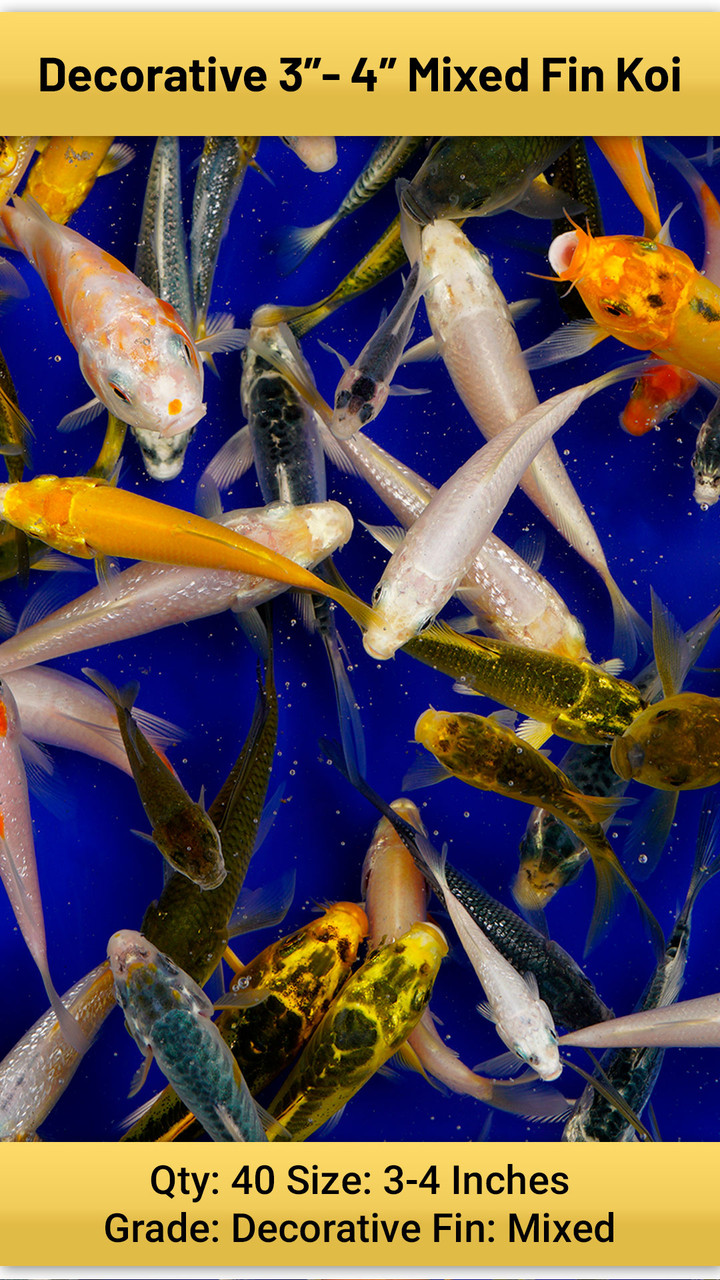 Medium Pack of Decorative 3-4" Mix Fin Koi - Blackwater Creek Koi Farms