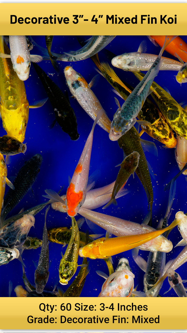 Large Pack of Decorative 3-4" Mix Fin Koi - Blackwater Creek Koi Farms