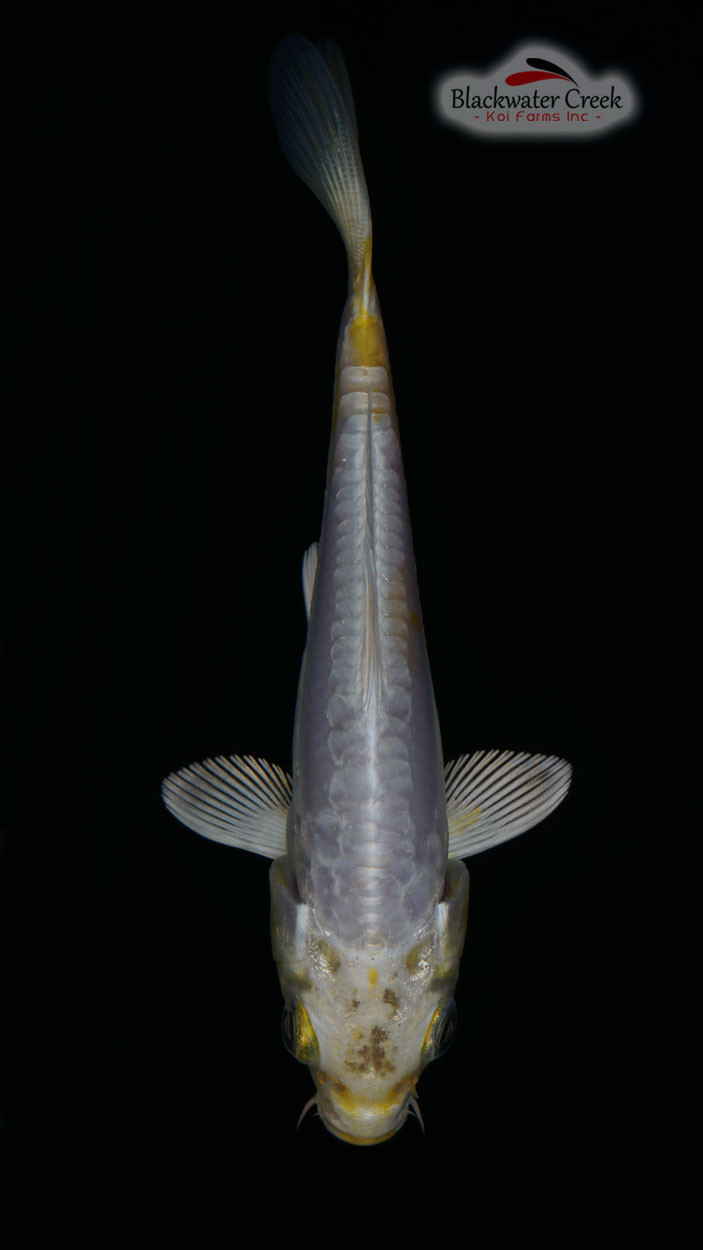 Doitsu Hariwake Koi Fish