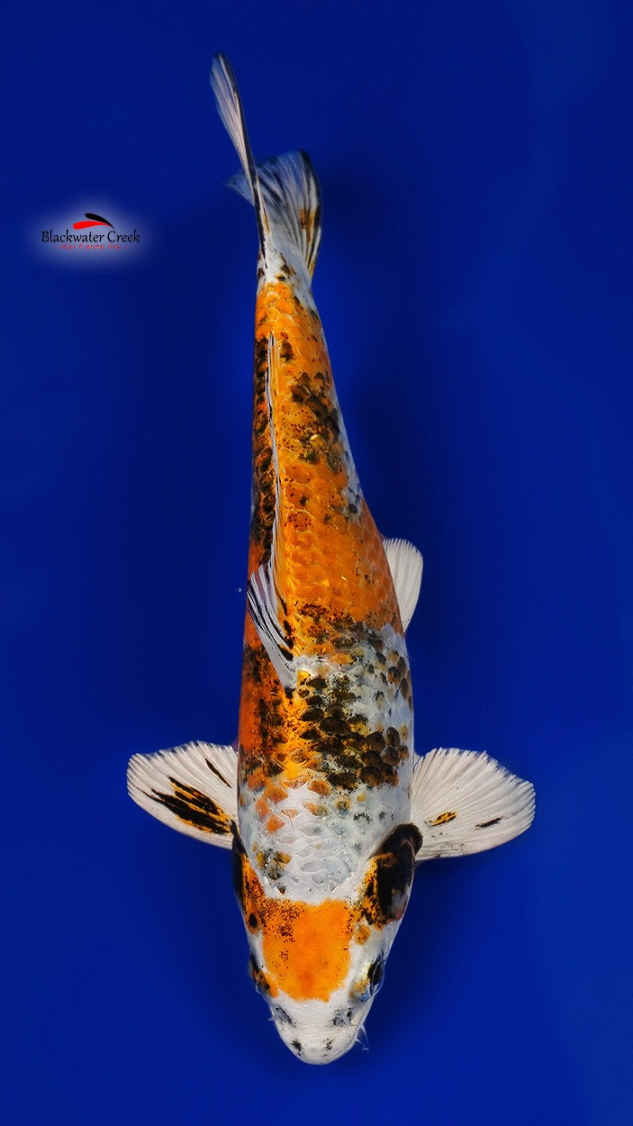 Heisei Nishiki 9 inches [ESH8-61423-56] - Blackwater Creek Koi Farms