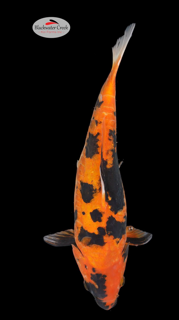 Doitsu Hi Utsuri 12 inches [ED12-81424-114] - Blackwater Creek Koi Farms