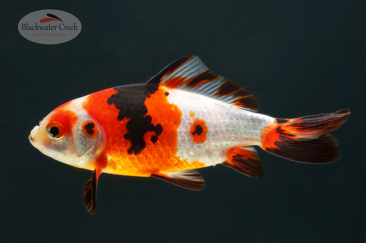 Sanke Gold Wakin 5-6 inches [UU24-T74-12] - Blackwater Creek Koi Farms