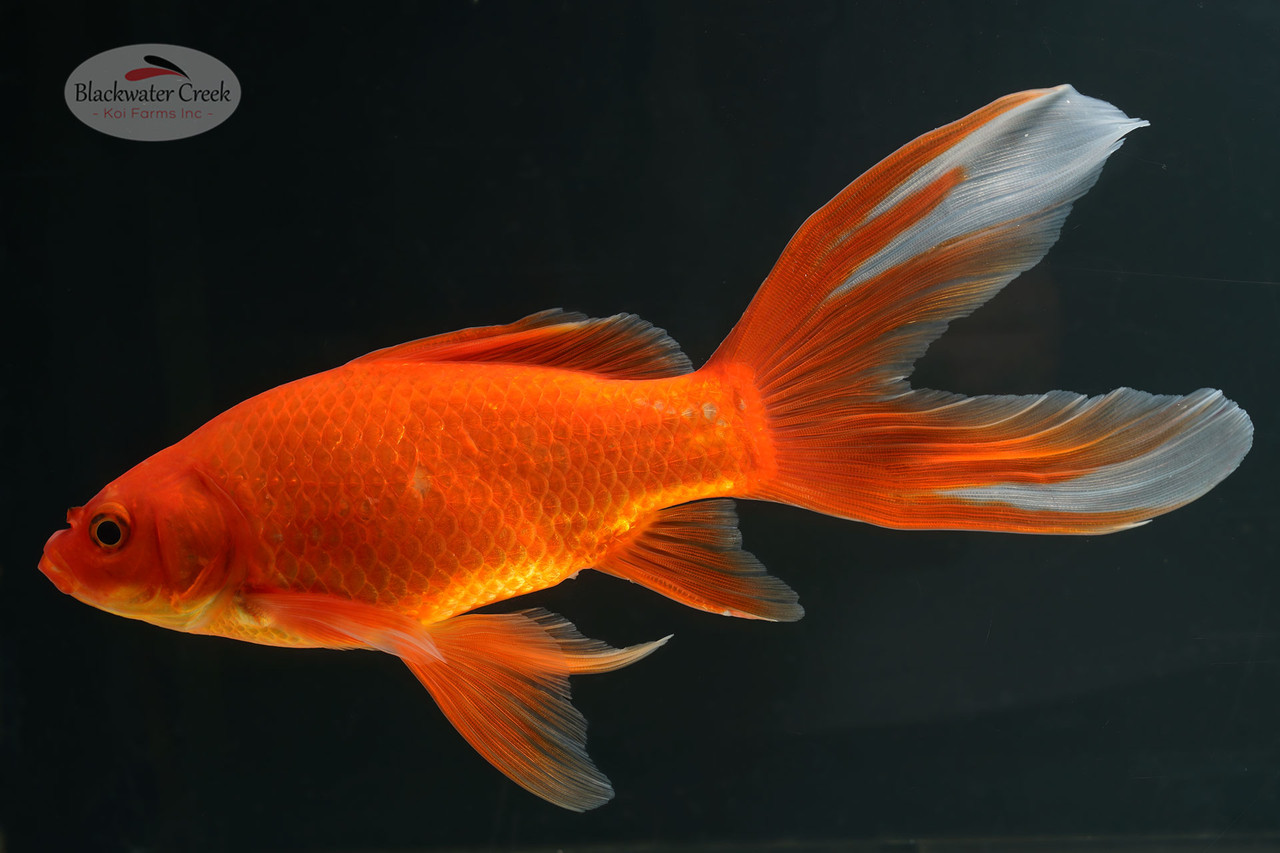 Comet 8-9 inches [UU24-T74-6] - Blackwater Creek Koi Farms