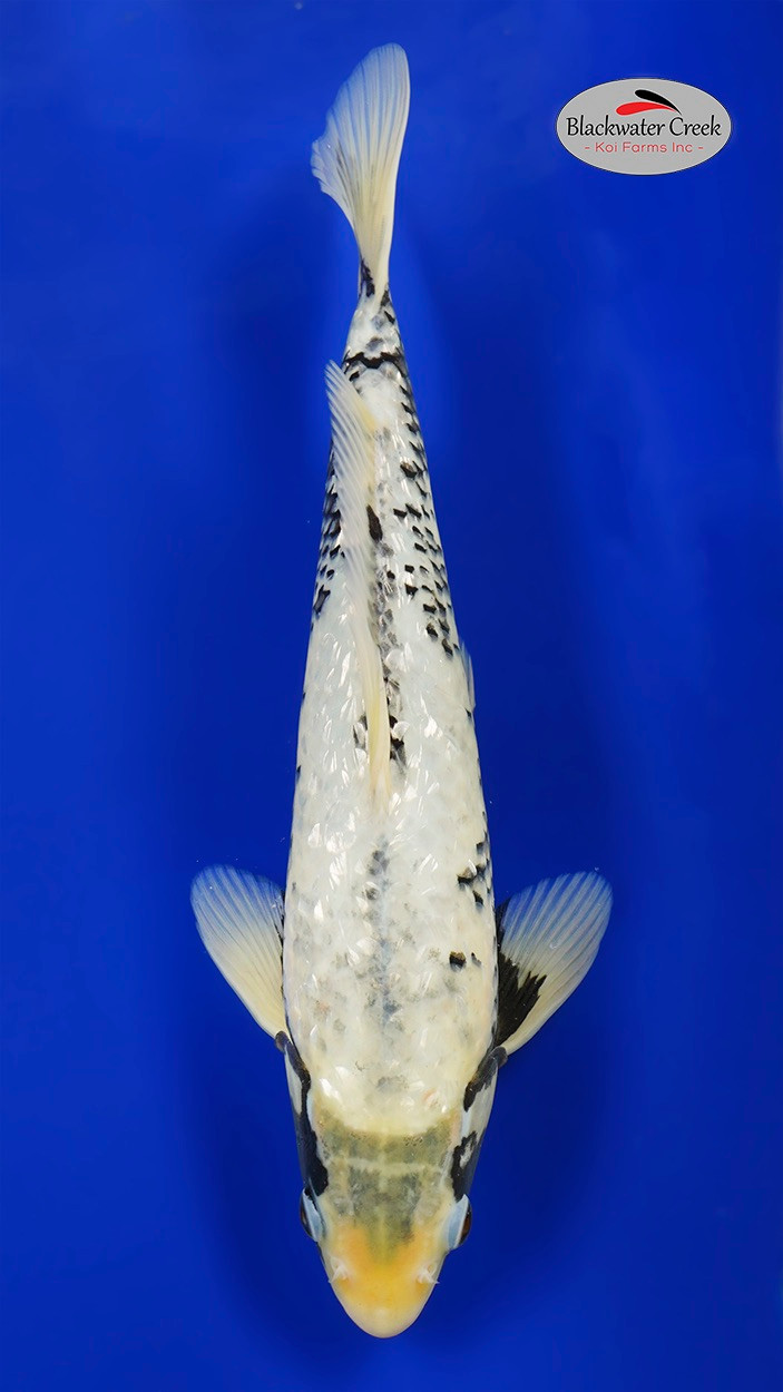 Ginrin Matsukawabake 14 inches [EC6-1152024-54] - Blackwater Creek Koi ...