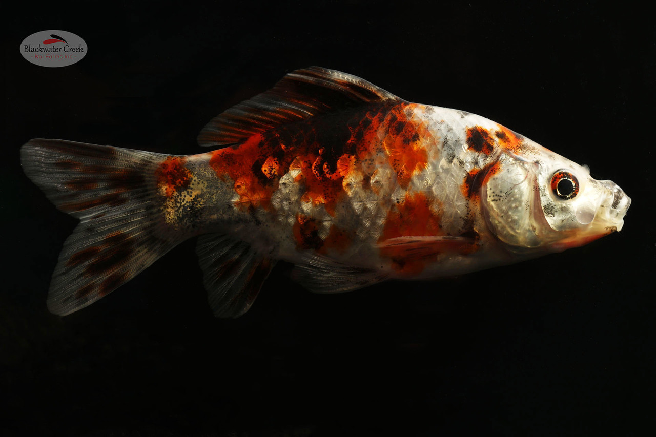 Calico Shubunkin 5-6 inches [XX25-T77-5] - Blackwater Creek Koi Farms