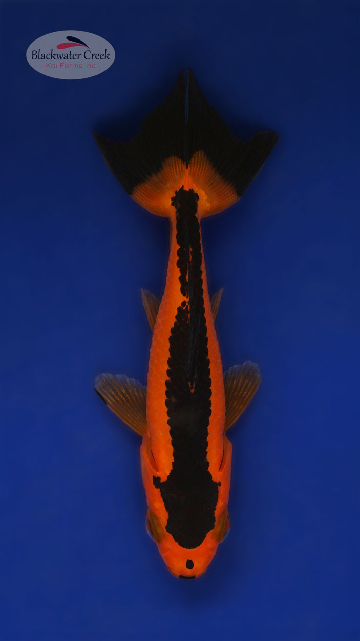 Black Tail Wakin 3-5 inches [XX25-T78-101] - Blackwater Creek Koi Farms