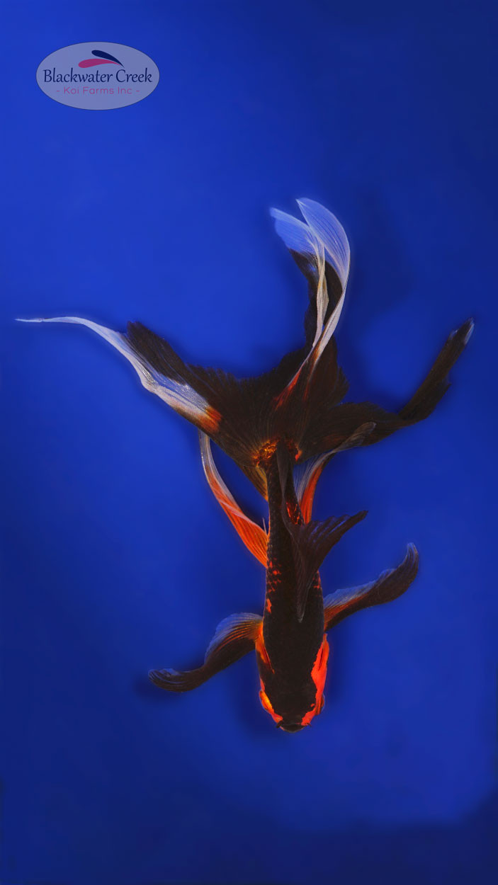 WOW! Watonai 5-6 inches [XX25-T76-40] - Blackwater Creek Koi Farms