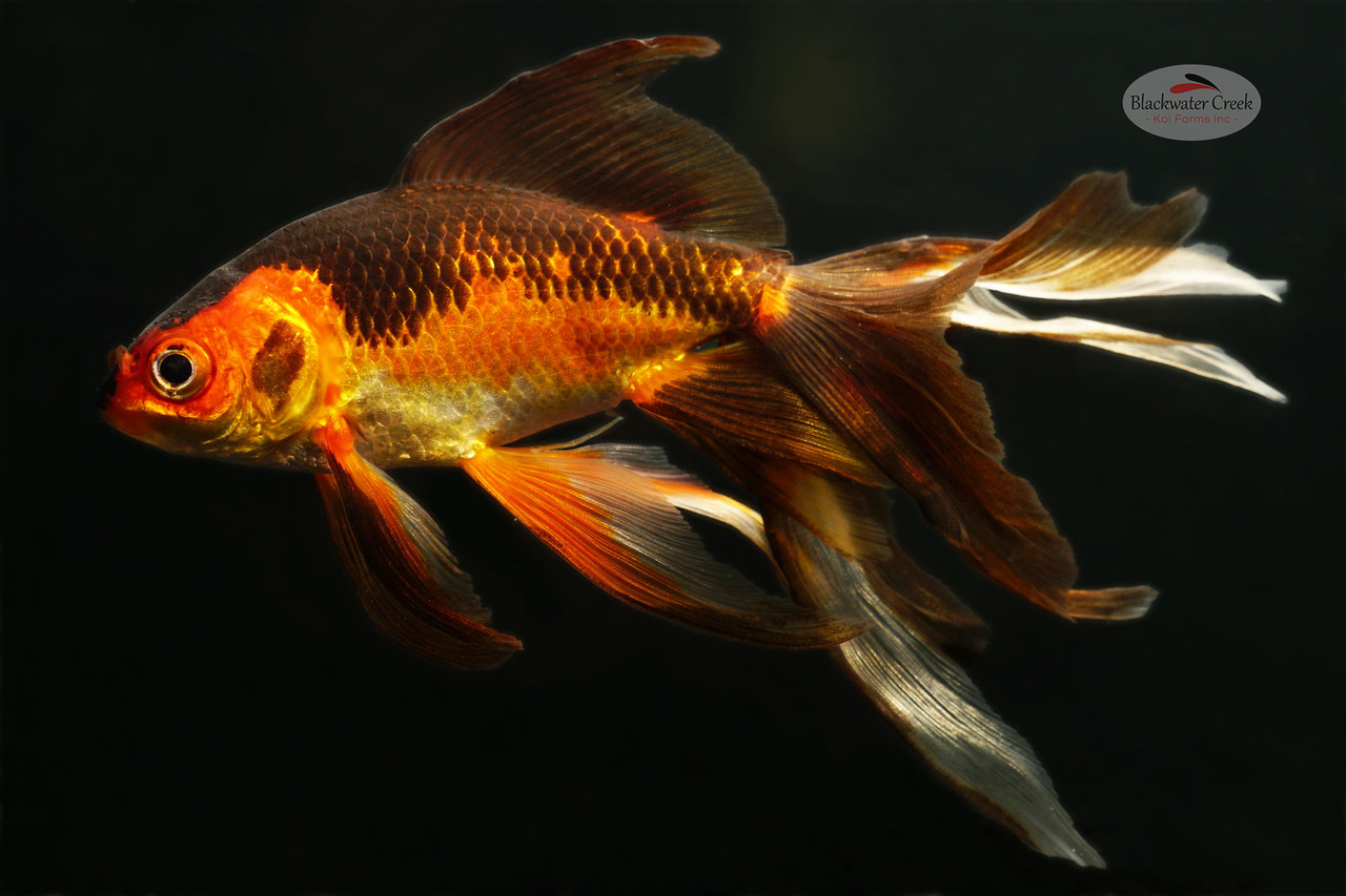 WOW! Watonai 5-6 inches [XX25-T76-40] - Blackwater Creek Koi Farms