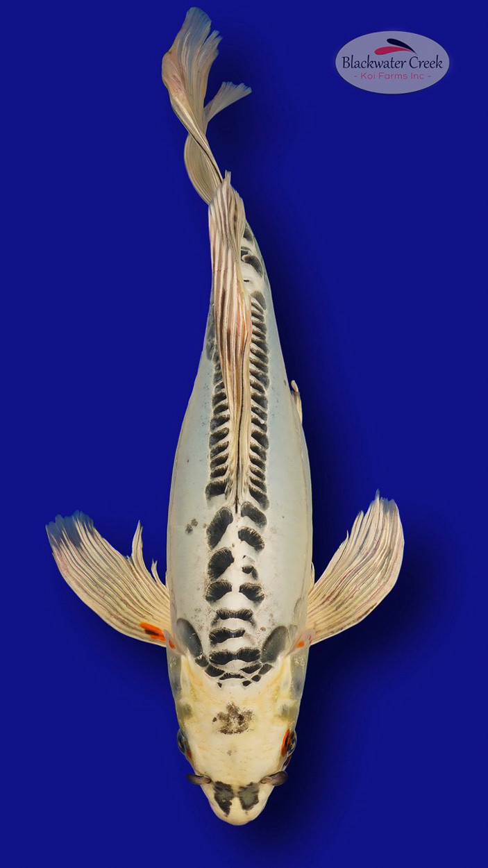 Doitsu Matsuba 16 inches [ES2-7825-68] - Blackwater Creek Koi Farms
