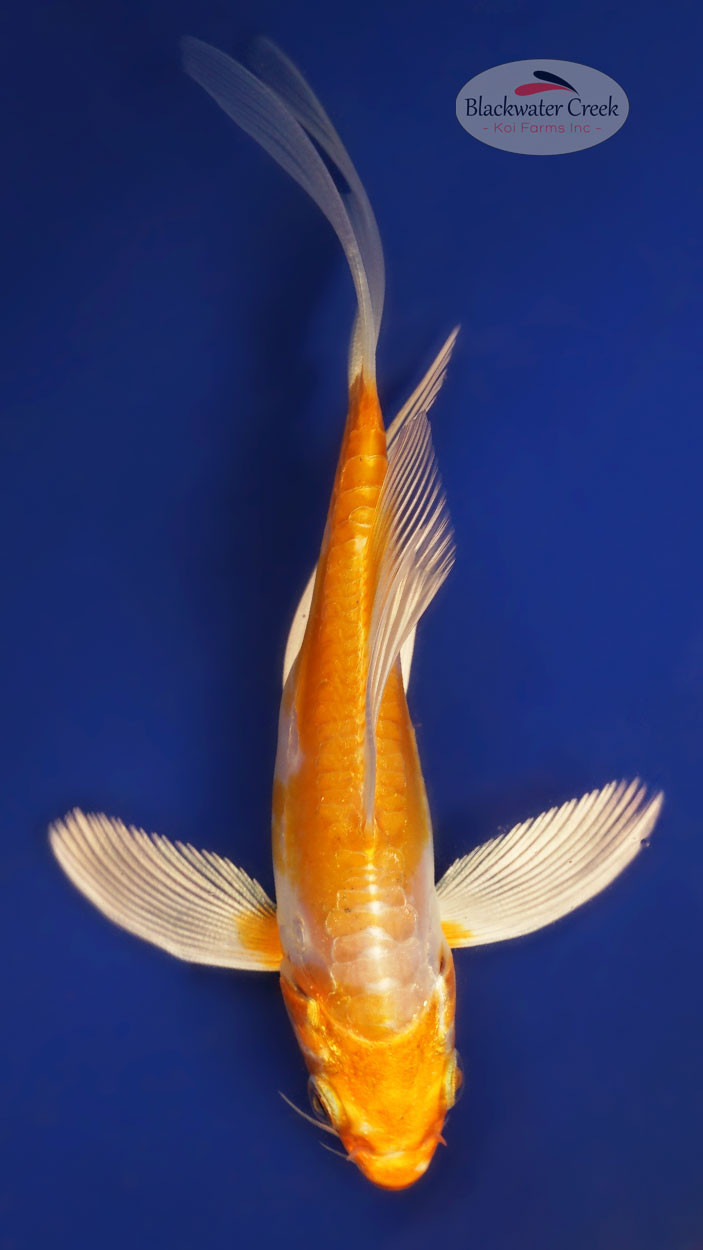 Doitsu Hariwake 4-5 inches [W25-T92-1] - Blackwater Creek Koi Farms