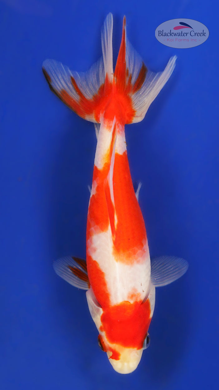 Red & White Wakin [XX25-T65-6] - Blackwater Creek Koi Farms