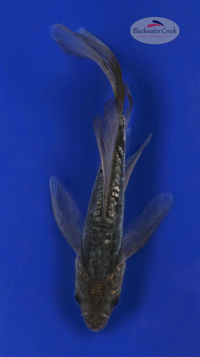 Doitsu Ochiba 3-4 inches [Z25-T175-2] - Blackwater Creek Koi Farms