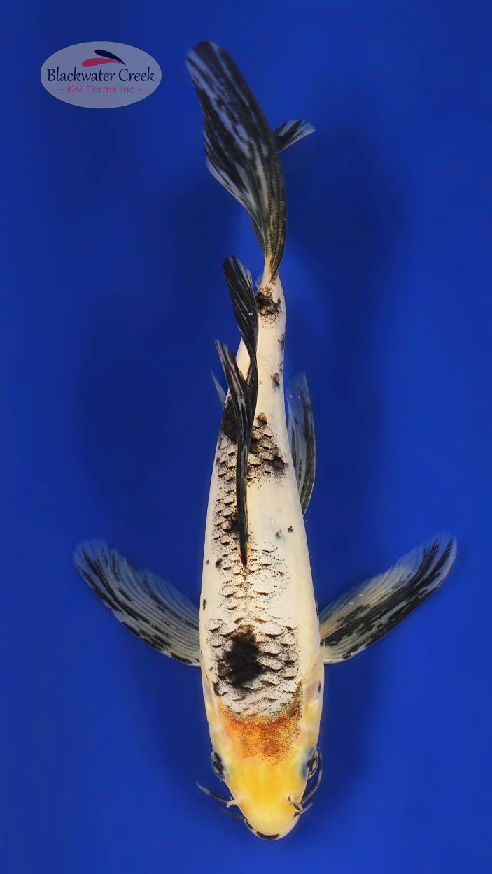 Shiro Bekko 7-8 inches [Z25-T11-8] - Blackwater Creek Koi Farms