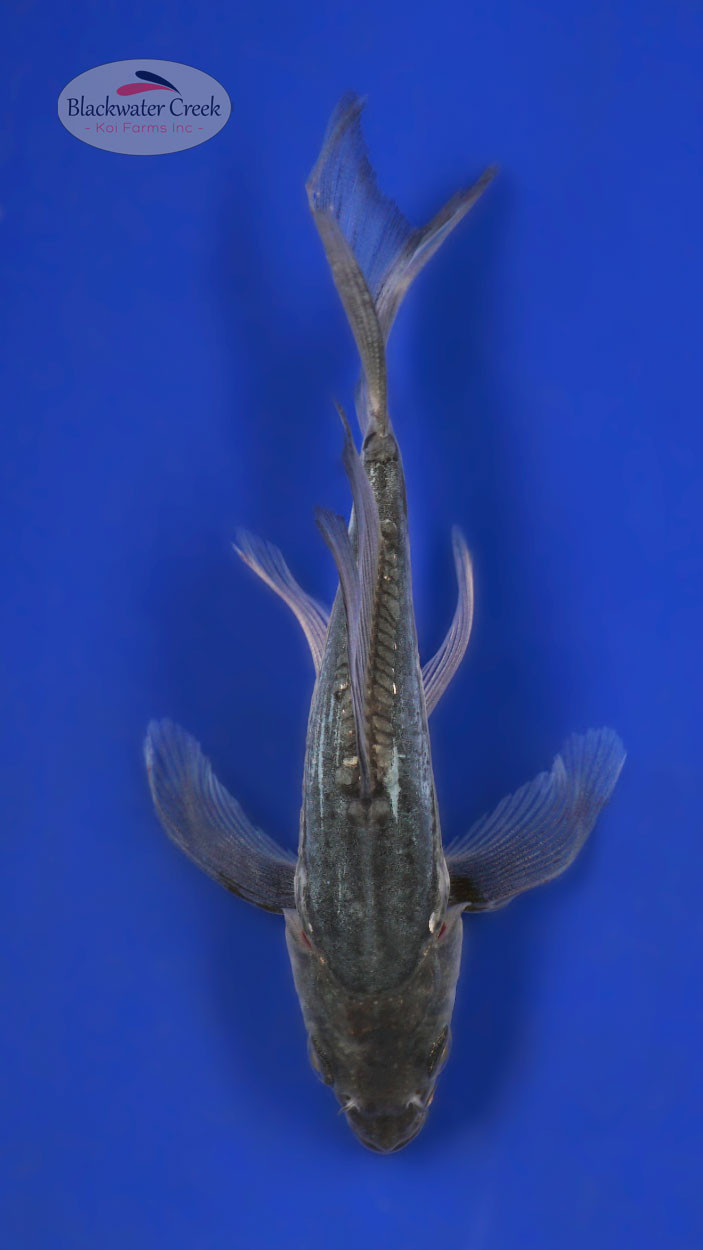 Doitsu Ochiba 4-5 inches [Z25-T30-13] - Blackwater Creek Koi Farms