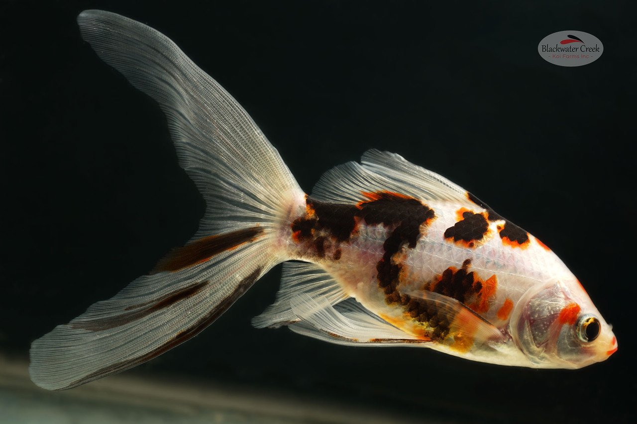 Sanke Gold 5-6 inches [YY25-T69-3] - Blackwater Creek Koi Farms