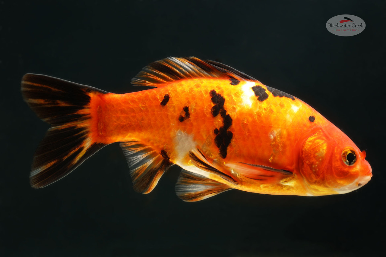 Harold Hibuna 5-6 inches inches [YY25-T69-7] - Blackwater Creek Koi Farms