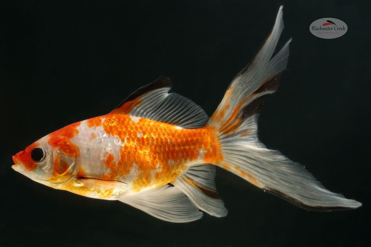 Comet 7-8 inches [YY25-T81-6] - Blackwater Creek Koi Farms