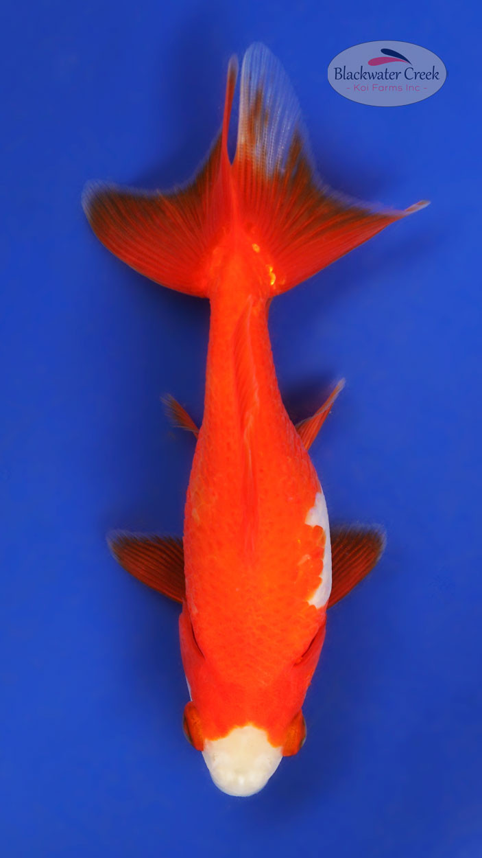 Wakin 4-5 inches [YY25-T82-1] - Blackwater Creek Koi Farms