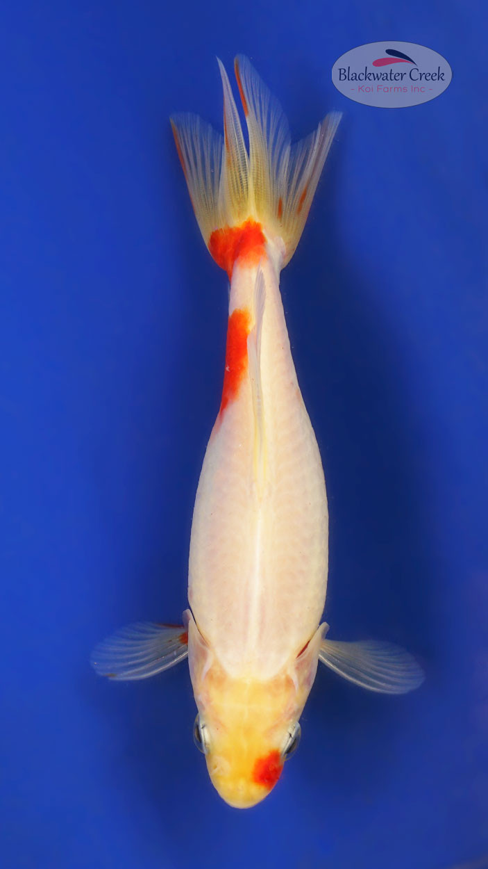 Patches Wakin 4-5 inches [YY25-T82-3] - Blackwater Creek Koi Farms