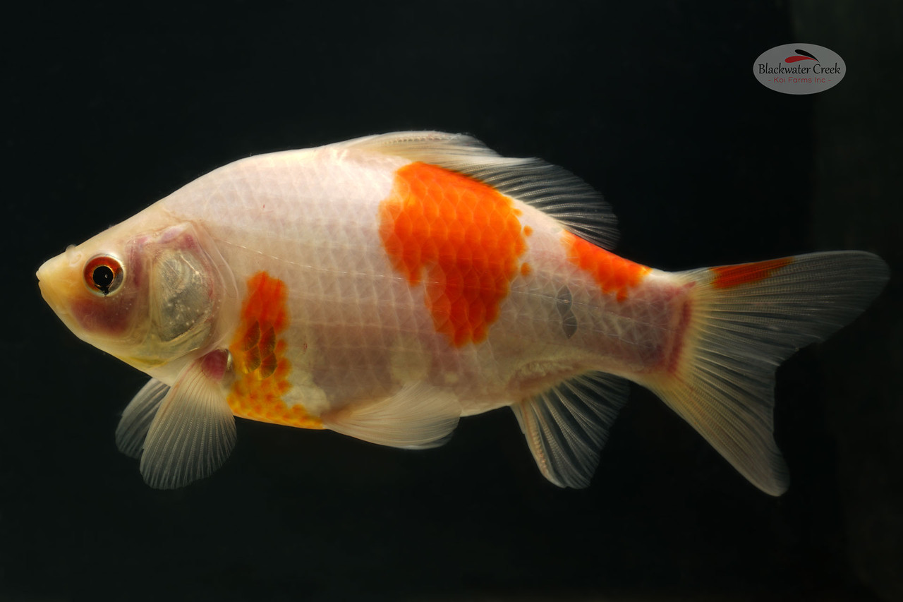 Hibuna 6-7 inches [YY25-T84-7] - Blackwater Creek Koi Farms