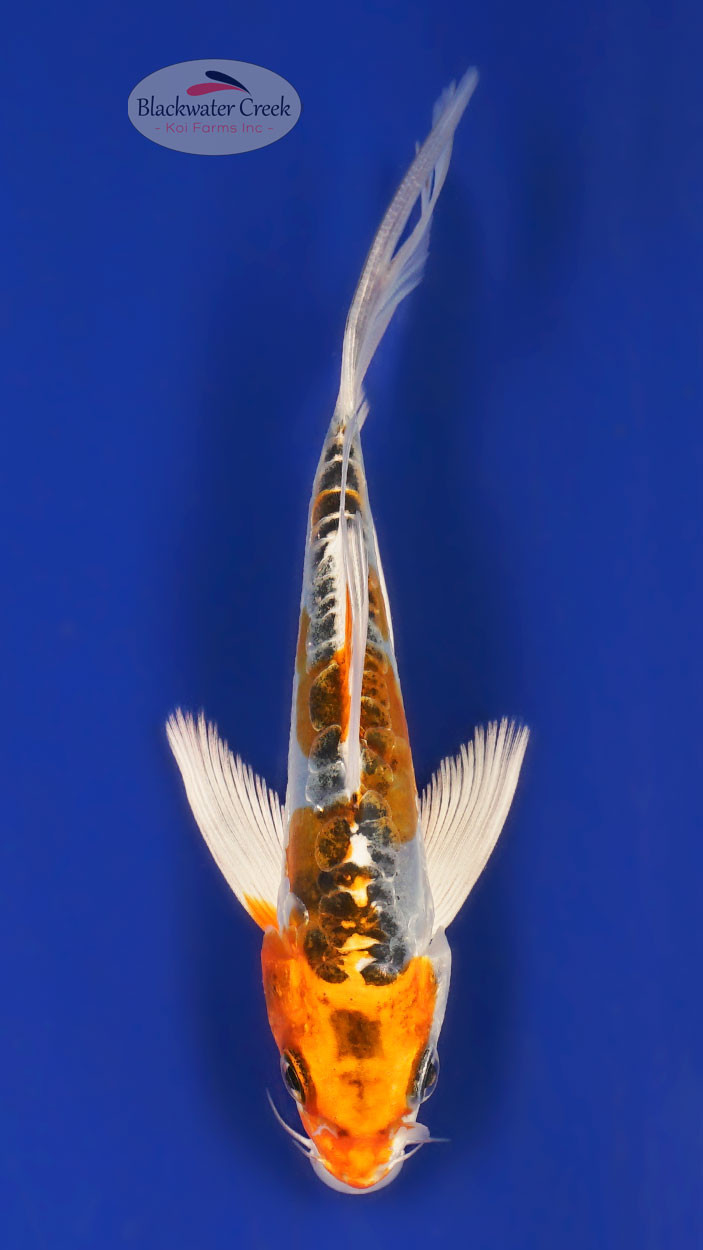 Doitsu Kujaku 4-5 inches [A25-T42-12] - Blackwater Creek Koi Farms