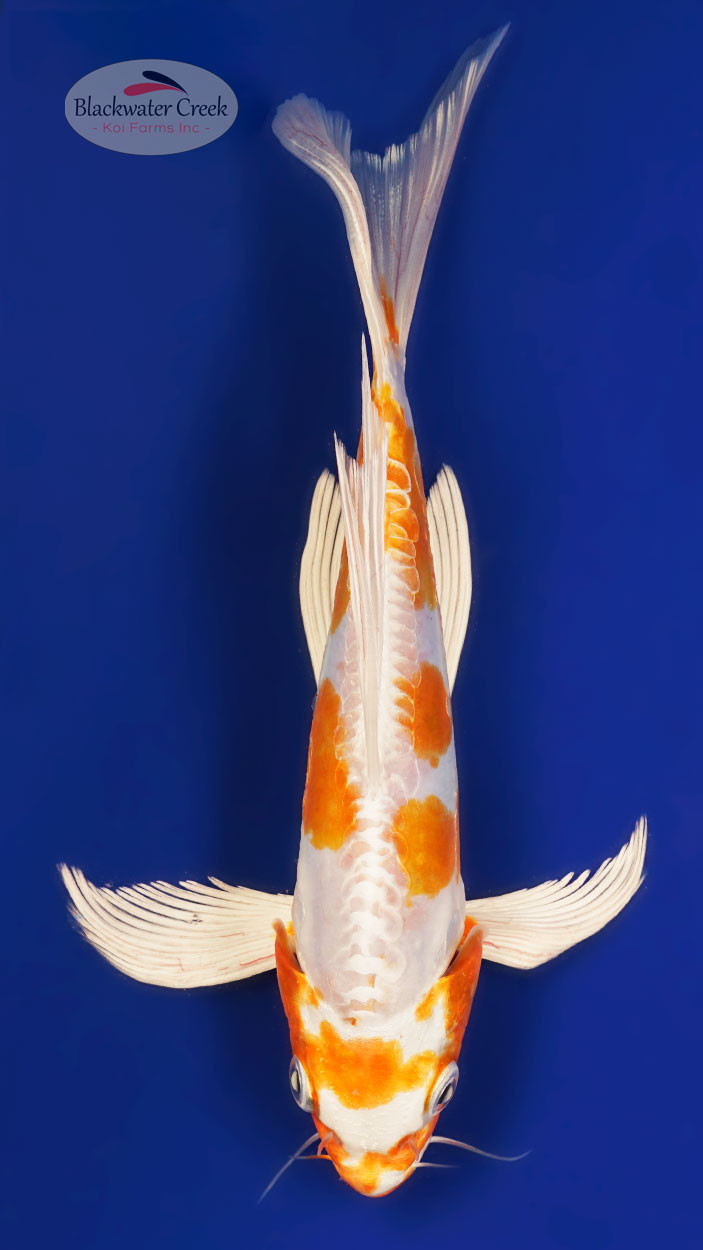 Doitsu Hariwake 7 inches [ESH10-101325-4] - Blackwater Creek Koi Farms